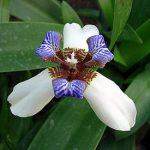 Flor Falsa Íris: Curiosidades e Fatos Interessantes Sobre a Planta ...