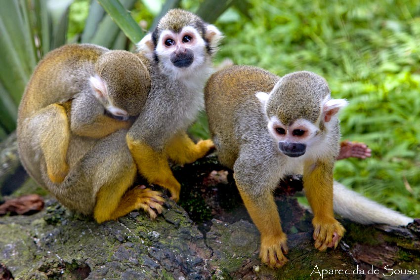 Mico-De-Cheiro: Características, Nome Científico, Habitat E Fotos ...