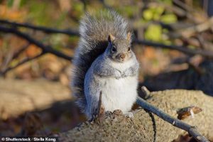 Tudo Sobre o Esquilo: Características e Fotos | Mundo Ecologia