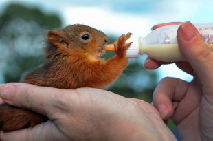 Tudo Sobre o Esquilo: Características e Fotos | Mundo Ecologia