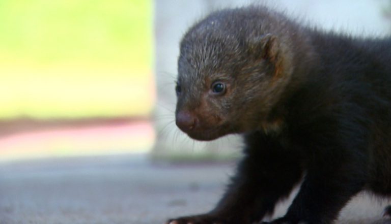 Reprodução da Irara: Filhotes e Período de Gestação | Mundo Ecologia