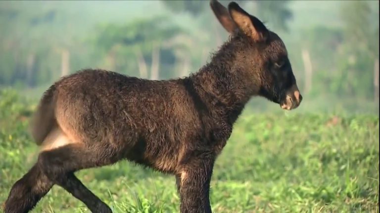 Comportamento da Mula, Hábitos e Modo de Vida do Animal | Mundo Ecologia