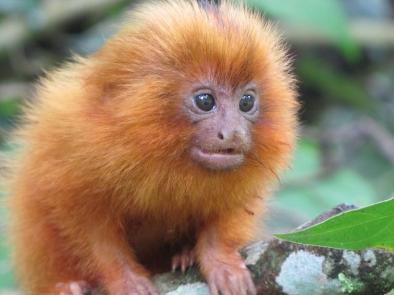 Mico-Leão-Dourado: Características, Nome Científico E Fotos | Mundo ...