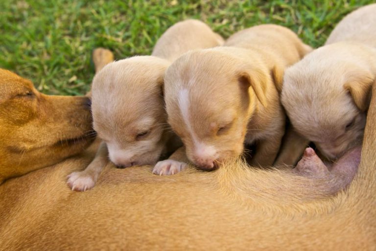 Quanto Tempo Pode Tirar O Filhote De Cachorro Da Mãe? | Mundo Ecologia Quanto Tempo Pode Tirar O Filhote De Cachorro Da Mãe? | Mundo Ecologia