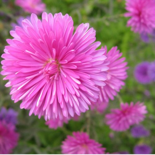 História Da Flor Áster, Origem Da Planta E Significado | Mundo Ecologia