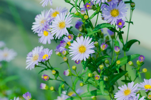 História Da Flor Áster, Origem Da Planta E Significado | Mundo Ecologia