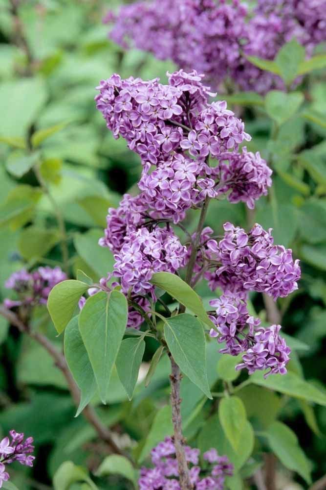 Tudo Sobre a Flor Asessippi Lilás: Características e Nome Científico ...