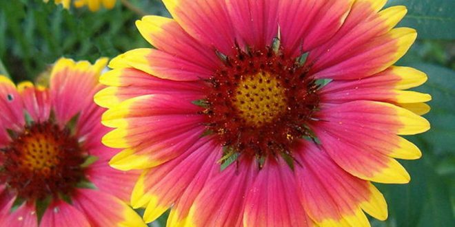 Flor Gailárdia: Curiosidades e Fatos Interessantes Sobre a Planta ...