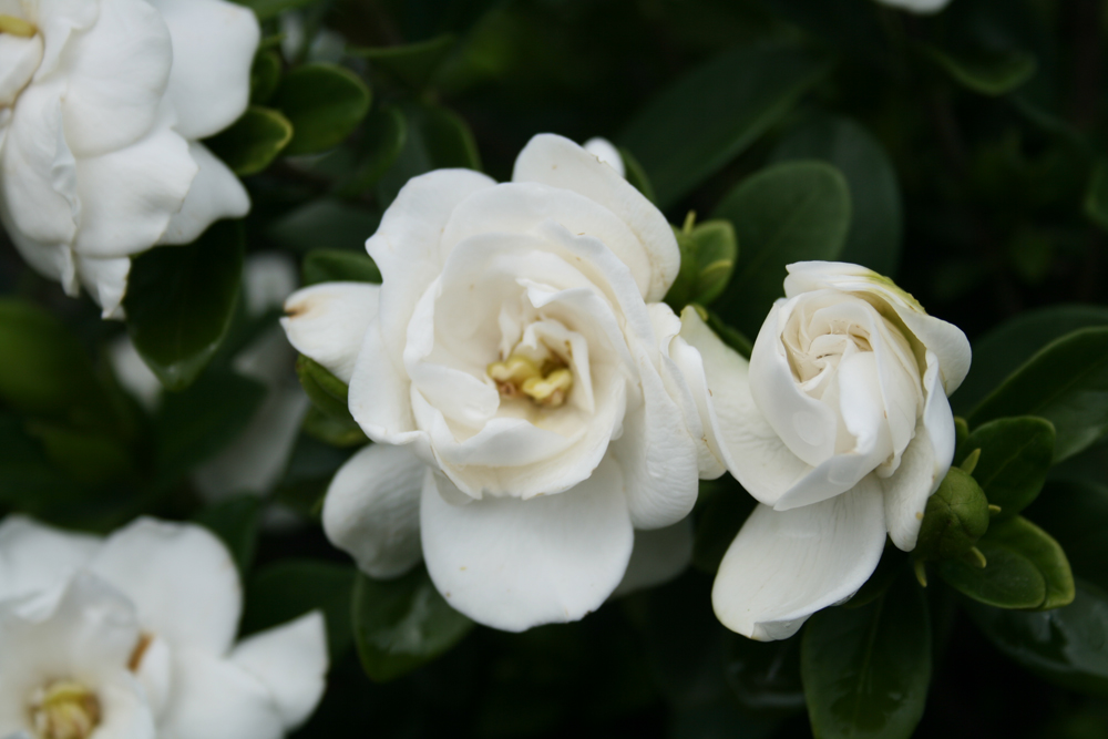 Flor Gardênia – Curiosidades e Fatos Interessantes Sobre a Planta ...