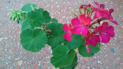 Como Cuidar da Flor Gerânio, Fazer Mudas e Podar – Mundo Ecologia