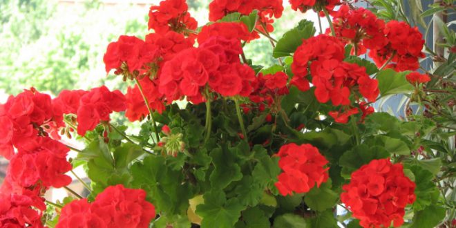 Ficha Técnica da Flor Gerânio: Raiz, Folhas e Caule | Mundo Ecologia