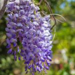 Tudo Sobre a Flor Glicínia: Características e Nome Científico | Mundo ...