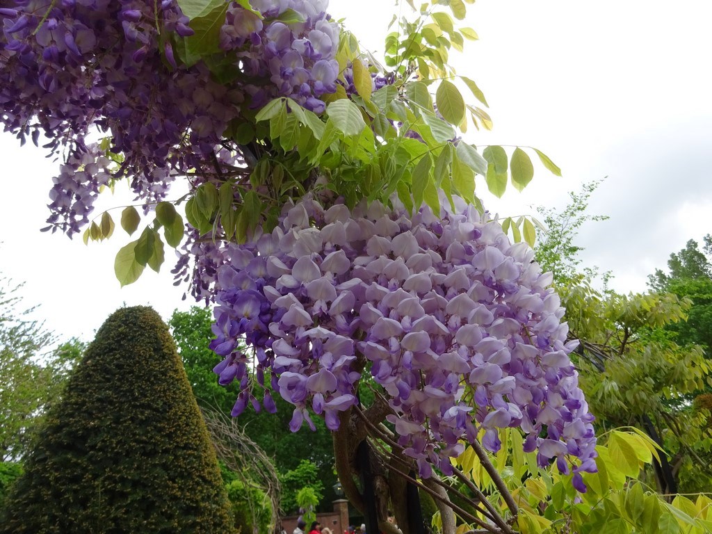 Tudo Sobre a Flor Glicínia: Características e Nome Científico | Mundo ...
