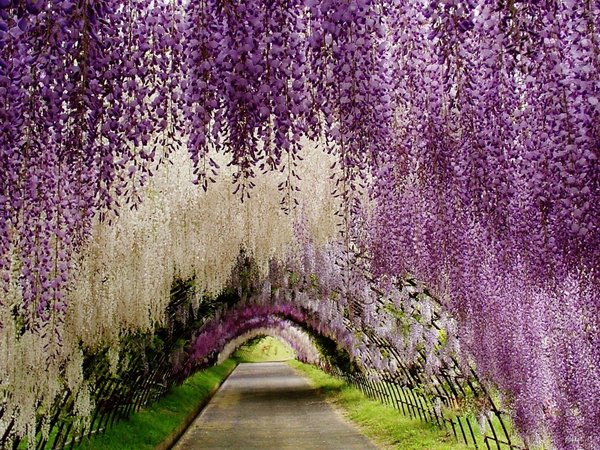 Tudo Sobre a Flor Glicínia: Características e Nome Científico | Mundo ...