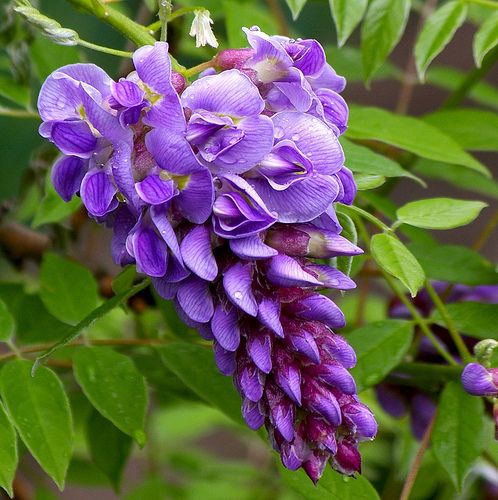 Tudo Sobre a Flor Glicínia: Características e Nome Científico | Mundo ...