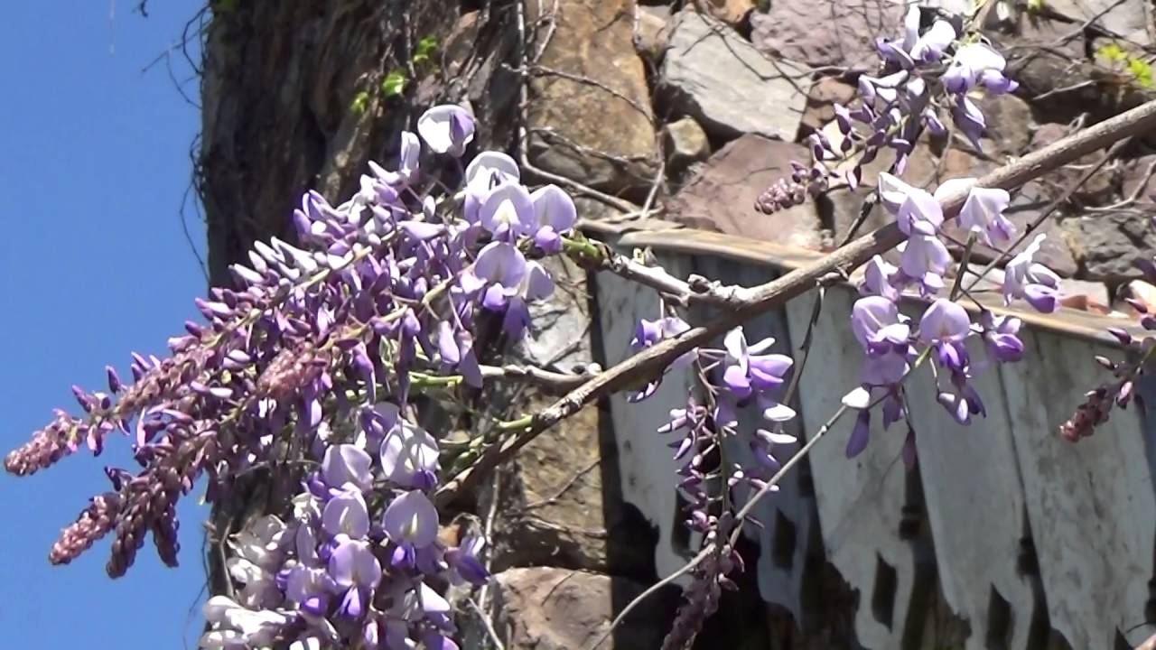 Tudo Sobre a Flor Glicínia: Características e Nome Científico | Mundo ...