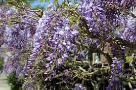 Tudo Sobre a Flor Glicínia: Características e Nome Científico | Mundo ...