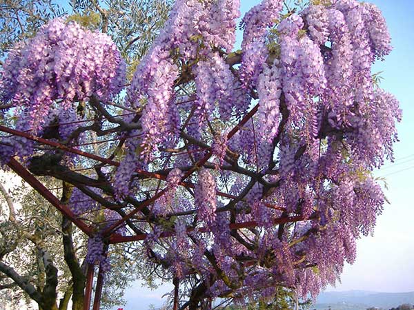 Tudo Sobre a Flor Glicínia: Características e Nome Científico | Mundo ...