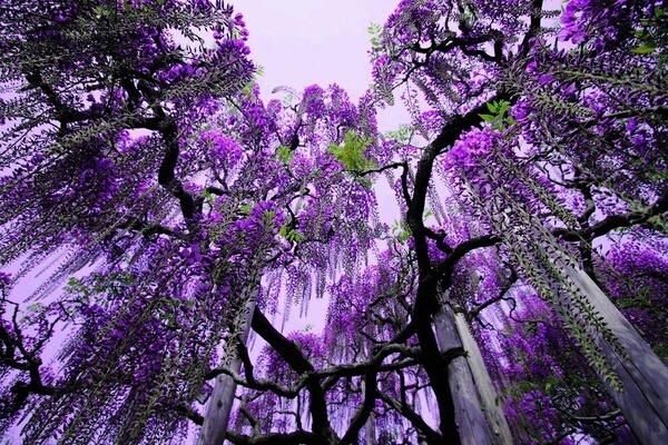 Tudo Sobre a Flor Glicínia: Características e Nome Científico | Mundo ...