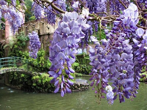 Historia da Flor Glicínia, Significado, Origem da Planta e Fotos ...