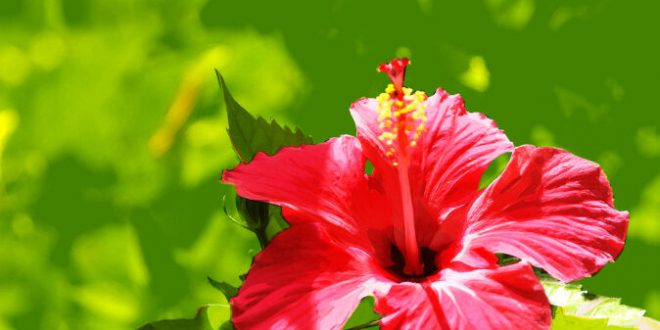História da Flor Hibisco, Significado, Origem da Planta e Fotos | Mundo ...