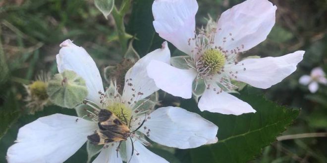 Flor de Framboesa: Características, Nome Cientifico e Fotos | Mundo ...