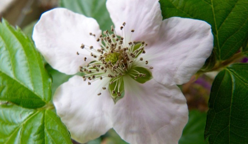 Flor de Framboesa: Características, Nome Cientifico e Fotos – Mundo ...