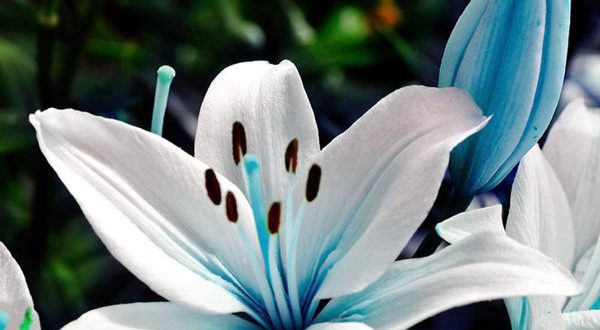 Qual o Significado da Flor de Lírio? o Que Elas Representam? | Mundo ...