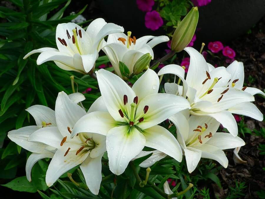 Qual o Significado da Flor de Lírio? o Que Elas Representam? | Mundo ...