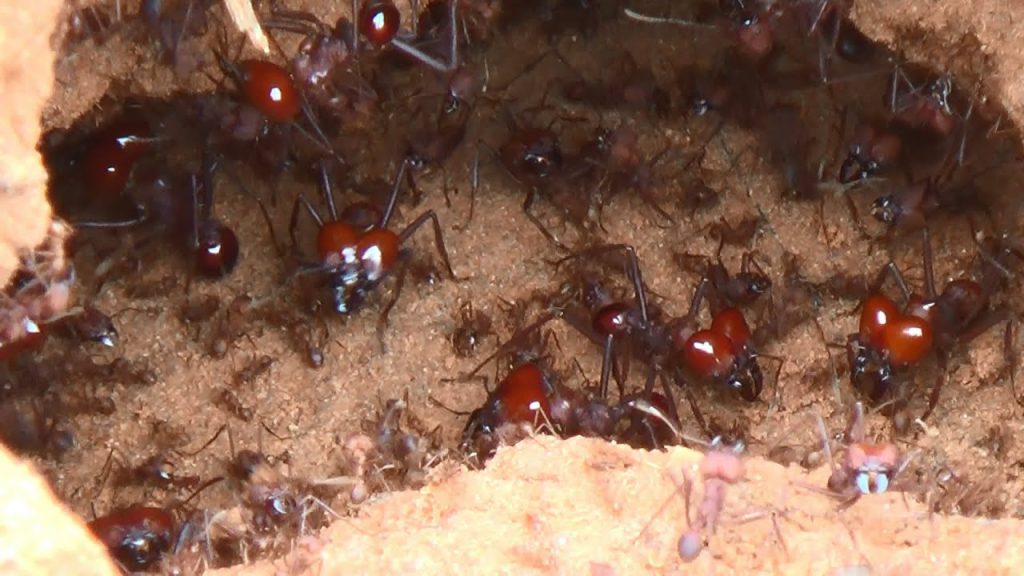 Formiga-Cabeçuda: Características, Nome Cientifico, Fotos e Tamanho ...