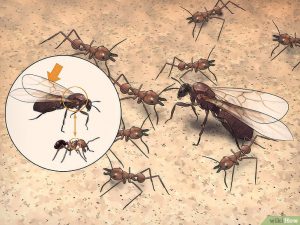 Quantos Anos Vivem uma Formiga Operária e Uma Rainha? | Mundo Ecologia