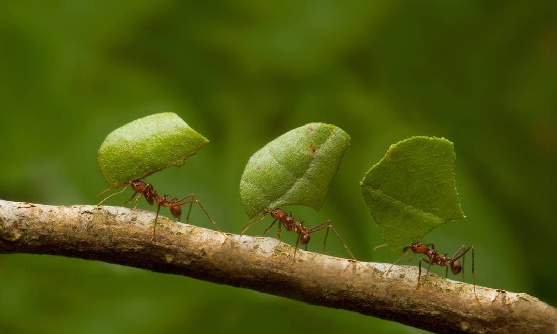 Formiga de Fogo: Características, Nome Cientifico, Fotos e Tamanho ...
