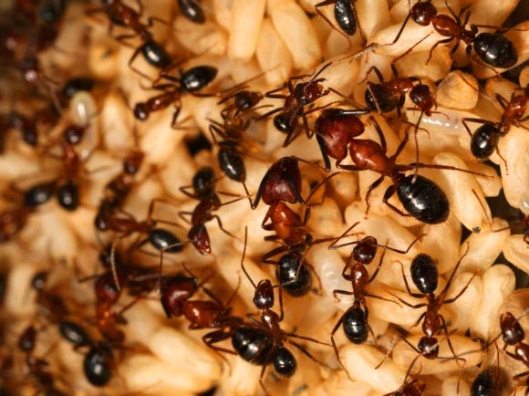 Habitat da Formiga: Onde Elas Vivem? | Mundo Ecologia