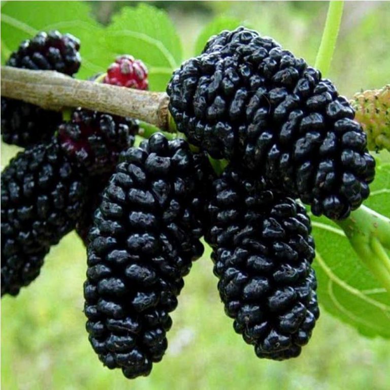 Qual é a Época de Amora? Qual Estação do Ano Ela Dá? | Mundo Ecologia