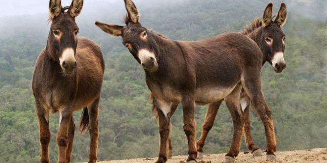 Alimentação do Burro: O Que Eles Comem? | Mundo Ecologia