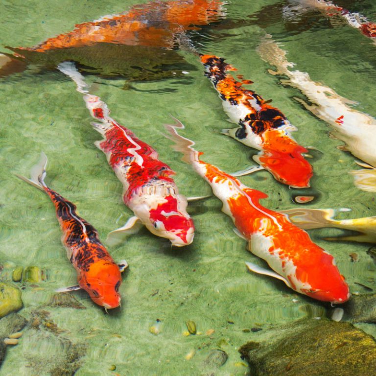 Tudo Sobre a Carpa: Características, Nome Cientifico e Fotos | Mundo ...
