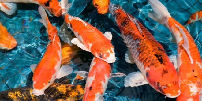 Tudo Sobre a Carpa: Características, Nome Cientifico e Fotos | Mundo ...