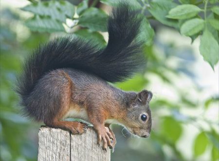 Comportamento do Esquilo, Hábitos e Modo de Vida do Animal | Mundo Ecologia