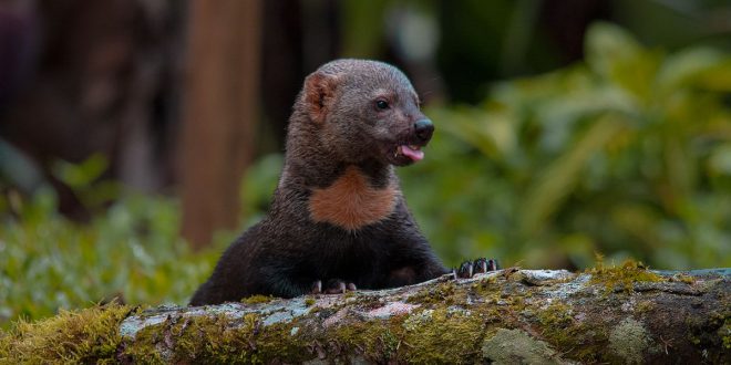 Reprodução da Irara: Filhotes e Período de Gestação | Mundo Ecologia