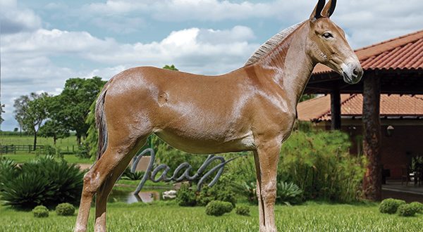 Criatório de Muares: Onde Tem? Como Funciona? | Mundo Ecologia