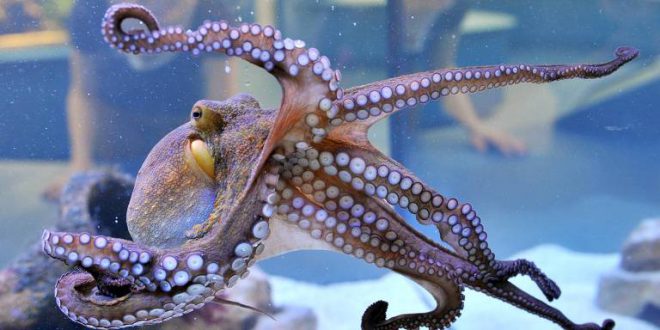 Ficha Técnica do Polvo: Peso, Altura, Tamanho e Imagens | Mundo Ecologia
