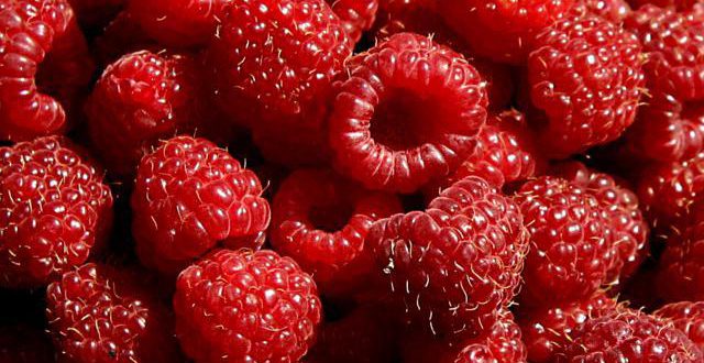 História da Framboesa e Origem da Fruta | Mundo Ecologia