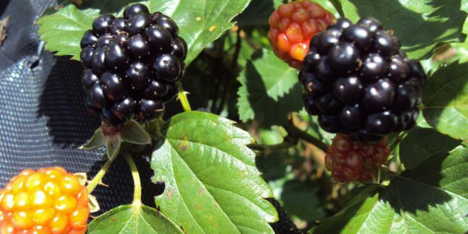 Framboesa Negra do Mysore: Características e Nome Científico | Mundo ...