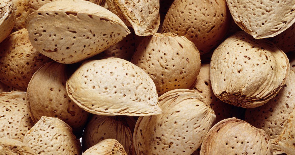 Qual o Fruto da Amendoeira? Para Que Ele Serve? – Mundo Ecologia