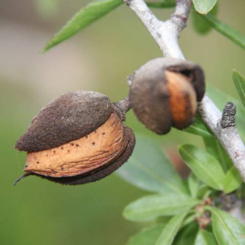 Qual o Fruto da Amendoeira? Para Que Ele Serve? – Mundo Ecologia