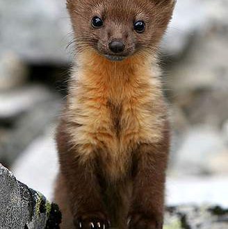 Comportamento da Fuinha, Hábitos e Modo de Vida do Animal – Mundo Ecologia