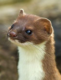 Ficha Técnica da Fuinha: Peso, Altura, Tamanho e Imagens | Mundo Ecologia