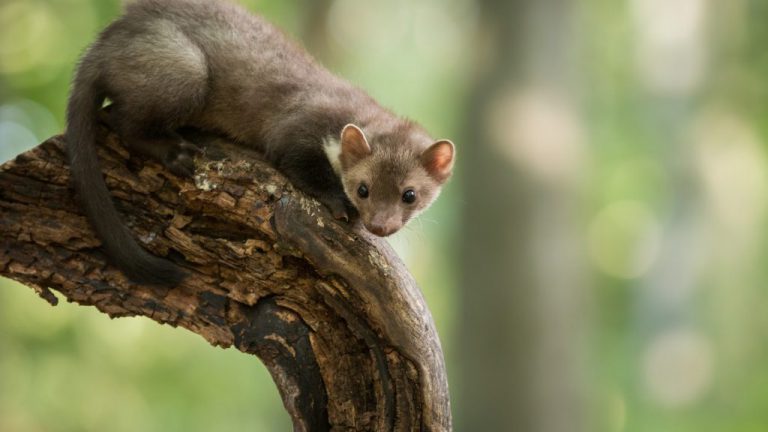 Ciclo de Vida da Fuinha: Quantos Anos Elas Vivem? – Mundo Ecologia