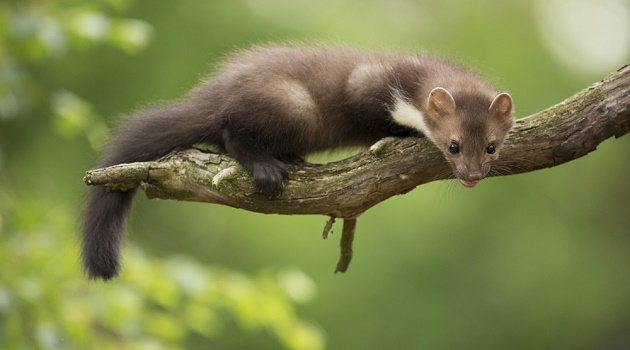 Comportamento da Fuinha, Hábitos e Modo de Vida do Animal – Mundo Ecologia