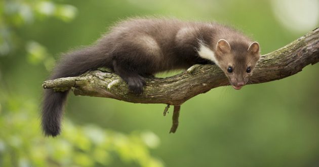 Alimentação da Fuinha: O Que Elas Comem? | Mundo Ecologia